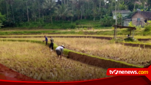 Sosialisasi Dinkes Pacitan Soal Leptospirosis Tak Berjalan, 90 Persen ...