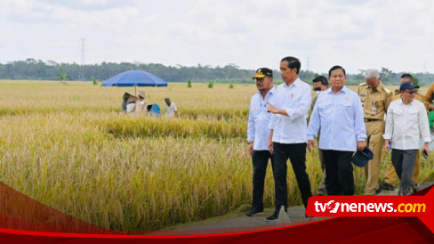 Presiden Jokowi Ikut Panen Raya Bersama Menteri Pertanian di Kebumen
