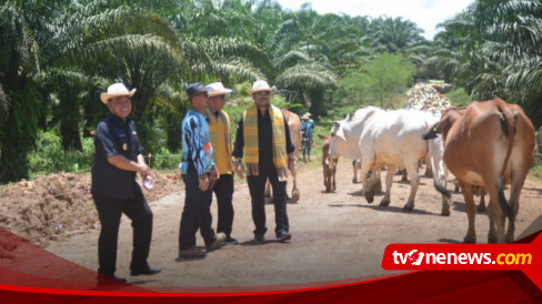 Bertekad Wujudkan Susu dan Daging Berdaulat, Mentan SYL Launching ...