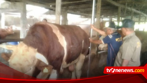 3 Ekor Sapi Asal Agam Kembali Diusulkan Jadi Hewan Kurban Presiden Jokowi