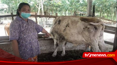 Bahaya Penyakit Sapi, Masyarakat Harus Waspada Jelang Idul Adha