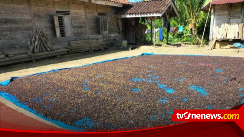 Harga Biji Kopi Robusta di Kabupaten Lampung Barat Meroket