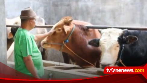 Jelang Idul Adha, Peternak Sapi di Blora Mulai Kebanjiran Pesanan Hewan ...