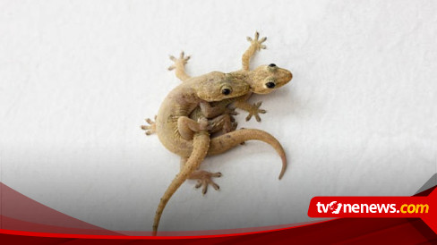 Ternyata Membunuh Cicak Justru Dapat Pahala? Ustaz Abdul Somad Jawab Begini, Katanya...