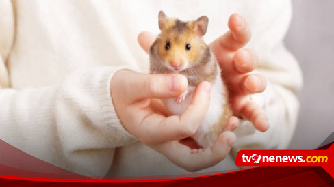 Tikus Dianggap Menjijikan dan Kotor, Kalau Hamster Bagaimana, Bolehkah ...
