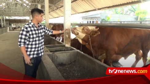 Tips Cara Perawatan dan Memberikan Makanan Sapi Sesuai Berat