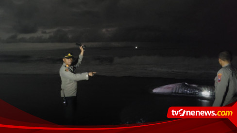 Hiu Paus Tutul Sepanjang 6 Meter Ditemukan Mati Terdampar di Pesisir ...