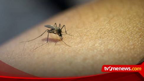 Hati-hati Penyakit Endemis DBD, di Jakarta Kasus Meningkat Setiap Bulan ...