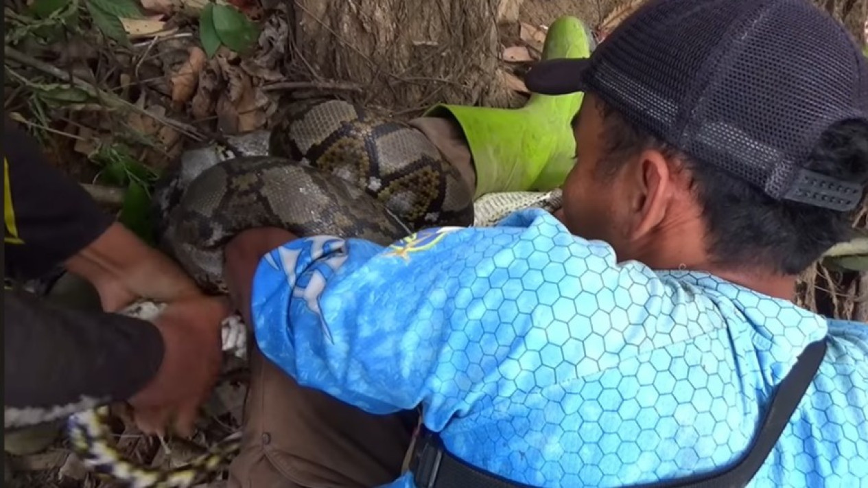 Panik! Ular Piton Raksasa Tiba-tiba Melilit Pria yang Tengah Asik ...