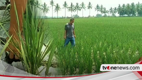 Kekeringan Ancam Produksi Gabah, 765 Hektare Sawah di Lampung Terancam Gagal Panen karena El Nino