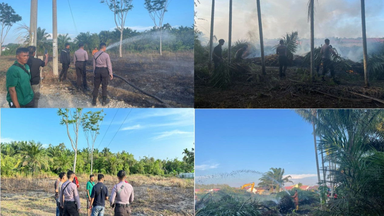Kebakaran Lahan dan Hutan Melanda Bengkulu, BPBD dan Instansi Terkait ...
