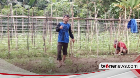 Gaji Rp500 Ribu per 3 Bulan, Seorang Guru Terpaksa Nyambi Jadi Petani ...