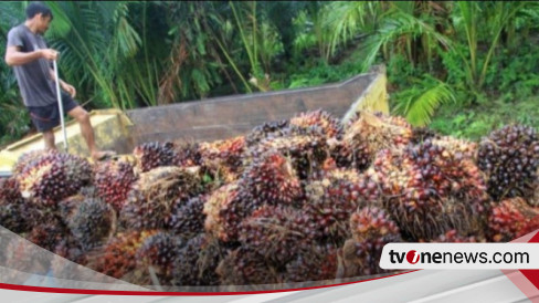 Harga CPO Periode 16-31 Desember 2023 Turun 3,47 Persen