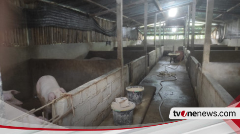 Bangkrut Tapi Masih Beroperasi: Skandal Daging Babi Chuming Rugikan ...