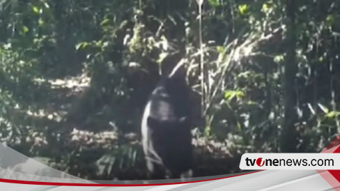 Macan Tutul dan Macan Kumbang Terekam CCTV di Kawasan Gunung Gede ...
