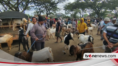 Jelang Idul Adha, Penjualan Kambing Kurban di Pasar Hewan Wlingi Blitar ...