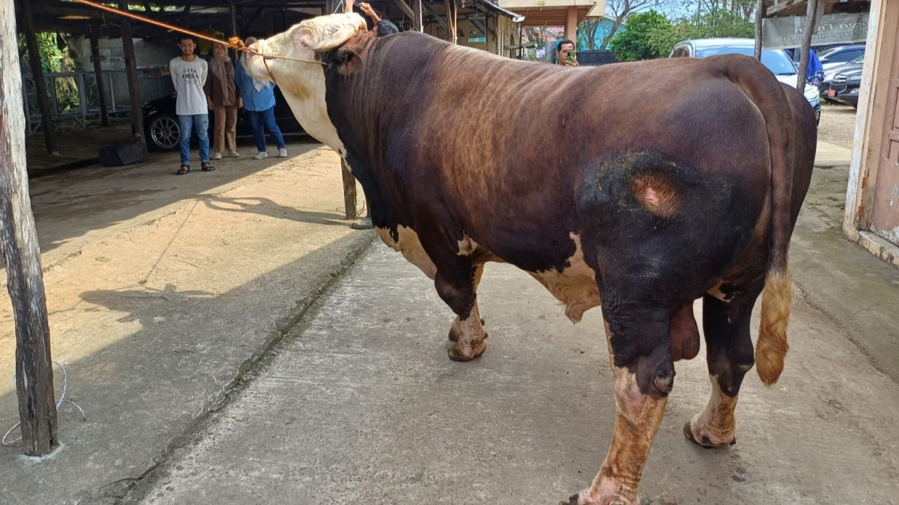 Ini Sapi Kurban Jokowi di Palembang, Beratnya 1,1 Ton Lebih Ini Sapi Kurban Jokowi di Palembang, Beratnya 1,1 Ton Lebih