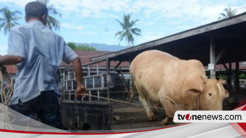 PP Muhammadiyah Potong Sapi Kurban dari Presiden di RPH Cipulir