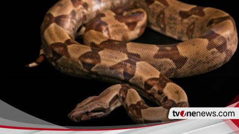 Seorang Wanita di Luwu Tewas Dimangsa Ular Piton, Bagaimana Cara Piton ...