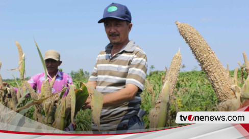 Ratusan Hektar Ladang Jagung di Lumajang Rusak Diserang Hama Tikus ...