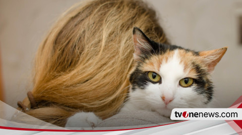 Apa Benar Pelihara Kucing Bisa Melindungi Rumah dari Ular Liar? Berikut ...