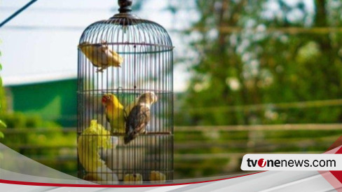 Tolong Meski Suara Kicauannya Menarik, Burung Ternyata Tak Perlu ...