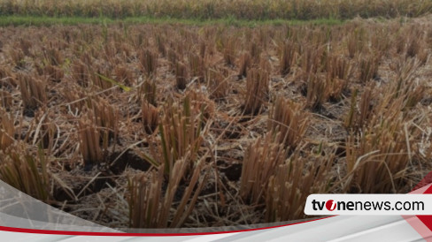 Alarm Bahaya di Cirebon Terungkap, Masyarakat Mesti Siap-siap Alami ...