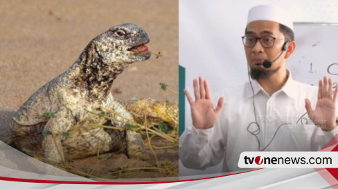 Tolong Makan Kadal Gurun atau Dhab saat di Kondisi ini, Dibolehkan Nabi ...