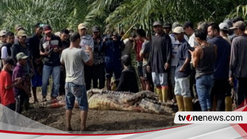 Buaya Raksasa 5 Meter Telan Pria di Rokan Hilir, Warga Belah Perut Sang ...