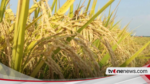 Kejar Target Program Swasembada Pangan Era Prabowo Subianto, Petani ...