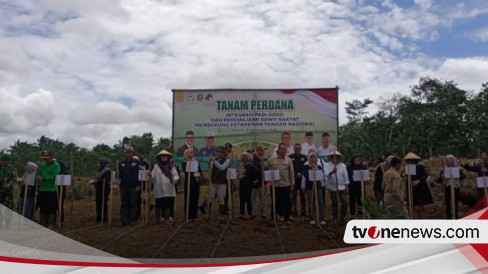 Remajakan Lahan Sawit dengan Tumpang Sisip, Petani Sawit Lebak Wujudkan ...
