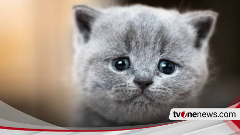 8 Fakta Menarik Kucing Kesayangan Nabi Muhammad SAW, hingga Kisah ...