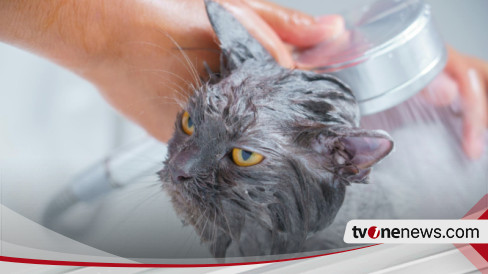 Viral Kucing Masuk Kandang Burung Gara-gara Banjir! Benarkah Semua ...