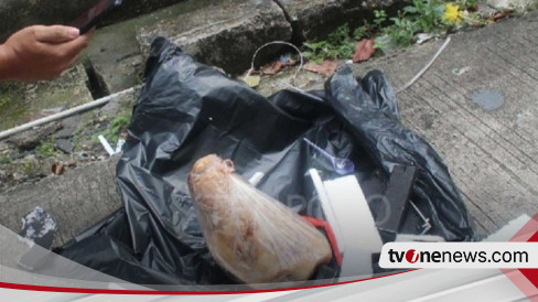 Istana Respons Teror Kepala Babi ke Media Tempo: Peneror Stres Kalau ...