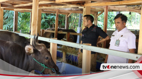 Lewat Program Penggemukan Sapi, Bapas Sumbawa Besar Berdayakan Klien ...