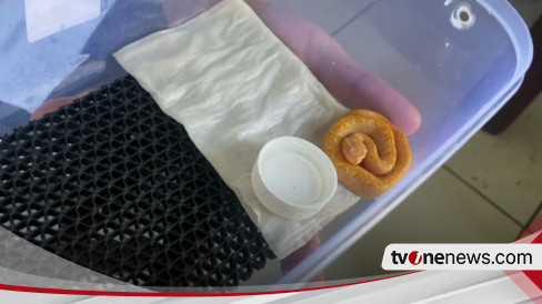 Ular Ranjau Darat Albino Langka Berhasil Dibudidayakan di Banjarnegara ...