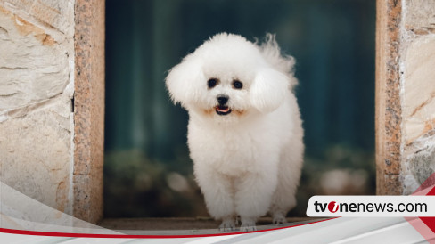 Lucu dan Menggemaskan! 3 Anjing Ras Bichon Frise ini Ukir Prestasi ...