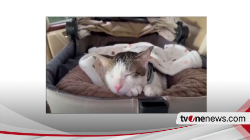 Token ‘Bobby The Cat’ Terinspirasi Kucing Prabowo Resmi Dirilis, Market ...