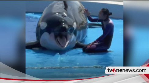 Fakta Sebenarnya di Balik Video Viral Pelatih Lumba-Lumba ‘Jessica ...