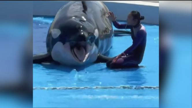 Nonton Video Viral Jessica Radcliffe Tewas Dimakan Paus Orca Bisa Bikin ...