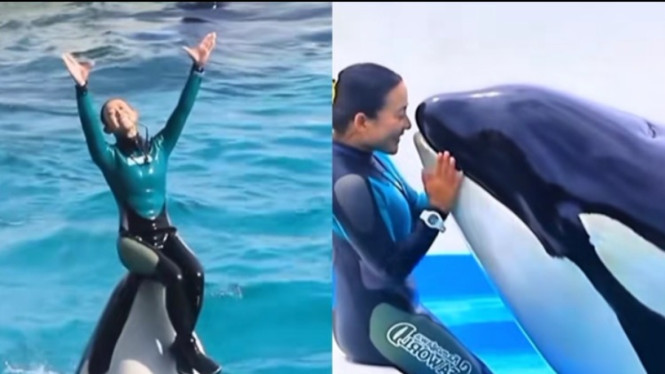 Viral Jessica Radcliffe Dimakan Orca, Benarkah Paus Bisa Telan Manusia?