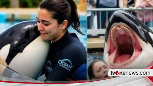 Link Video Full Detik-Detik Jessica Radcliffe Tewas Ditelan Paus Orca ...