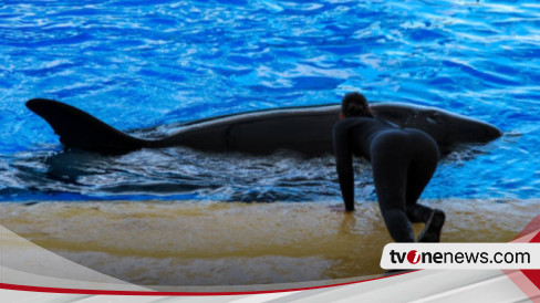 Soal Kabar Tewas Diterkam Paus Orca Dituduh Bikinan AI, Video Diduga ...